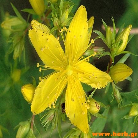 Σπαθόχορτο - Herb.gr